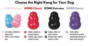 A Complete Guide to Kong Toys for Dogs: Sizes, Types, Fillings